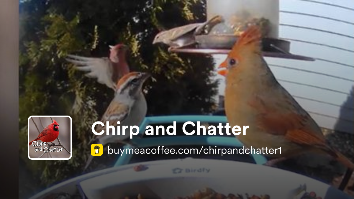 Chirp and Chatter - Buymeacoffee