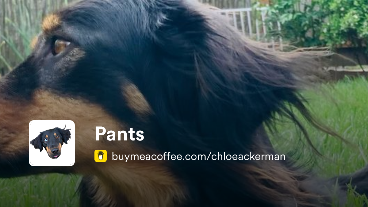Pants is Dog Lover's Guide to Feeling Better - Buymeacoffee
