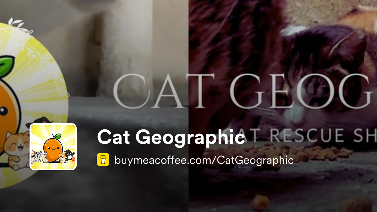 Membership | Cat Geographic - Buymeacoffee