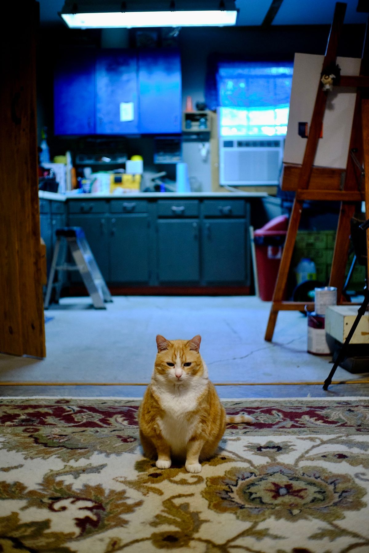 Luke the Cat — Michael Sullivan - Buymeacoffee