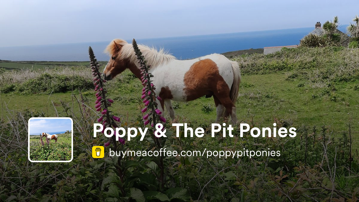 Poppy & The Pit Ponies is A quirky Ecotherapy Pony Farm in Cornwall ...