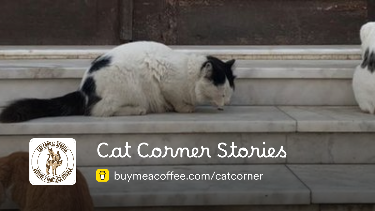 Cat Corner Stories is helping street cats in a neighborhood somewhere ...