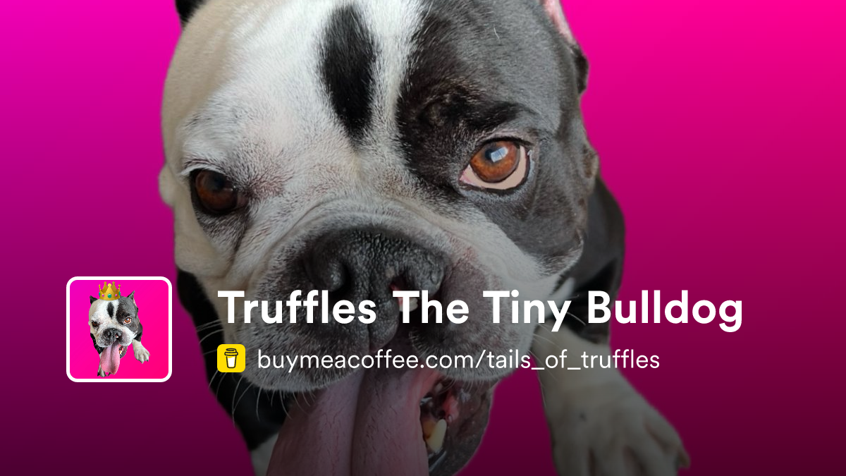 Truffles The Tiny Bulldog - Buymeacoffee