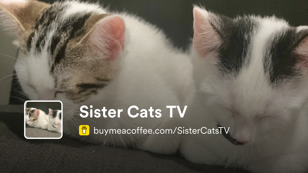 Sister Cats TV - Buymeacoffee