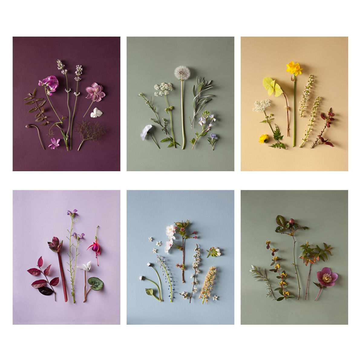 RHS Botanical Art and Photography Exhibition 2021, London, UK — Emma TS Robinson - Buymeacoffee