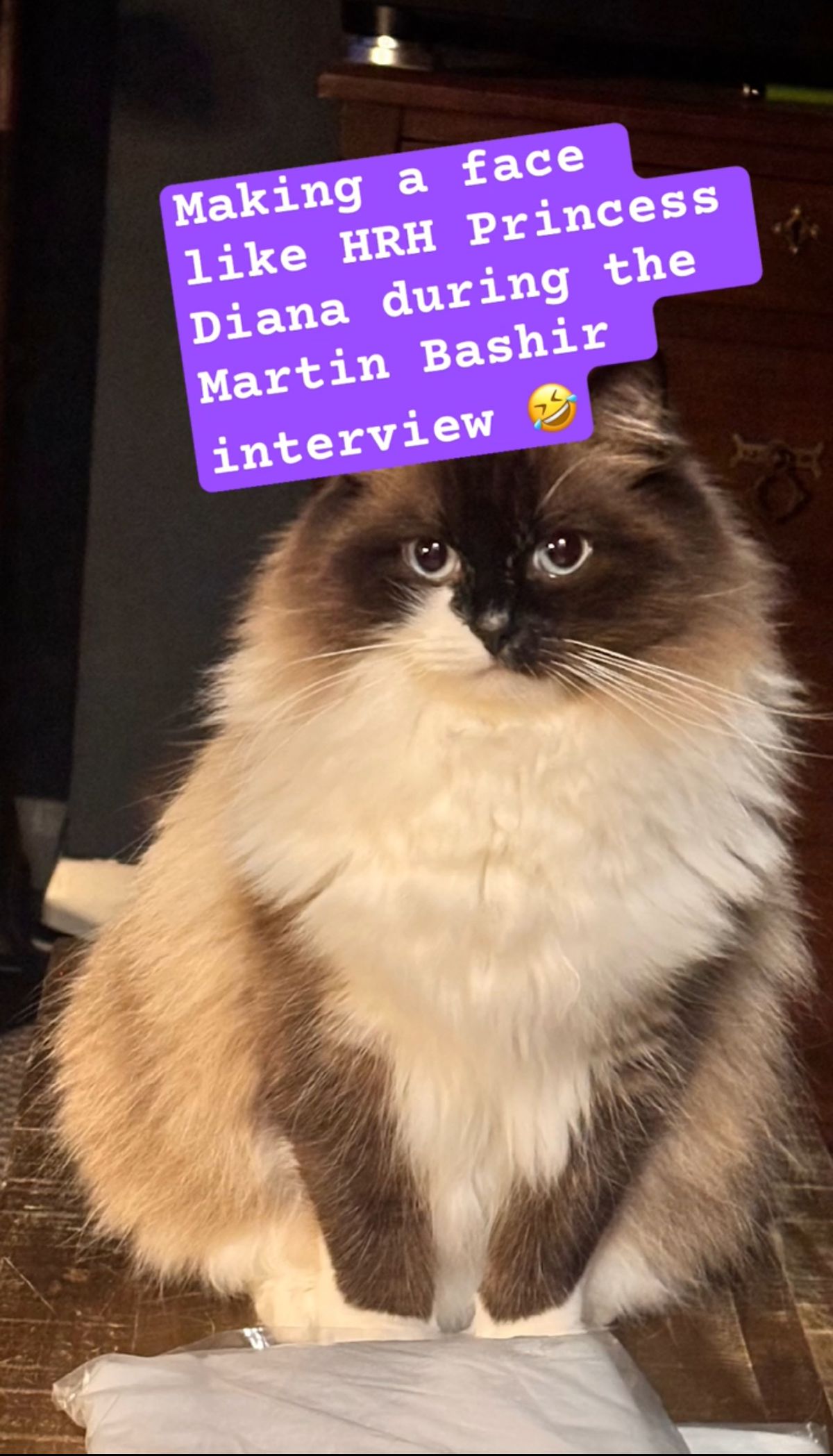 Peter Puff Our Favourite Fluff — Kathryn Smith - Buymeacoffee