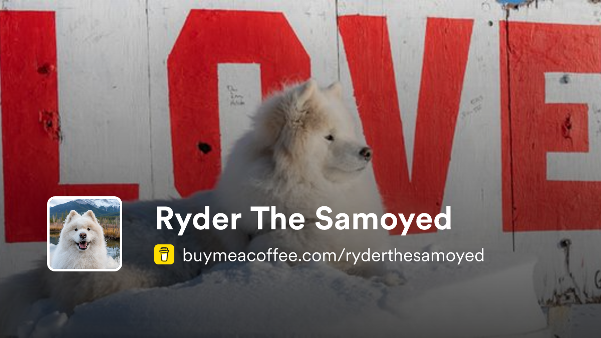 Ryder The Samoyed is Creating floofy content on Instagram that makes ...