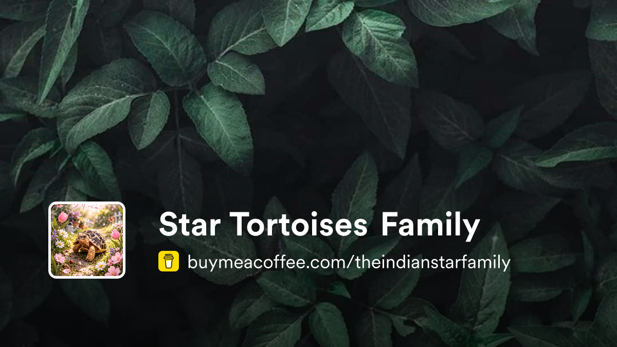 Star Tortoises Family is Educating the world on Indian Star Tortoises 🐢 ...