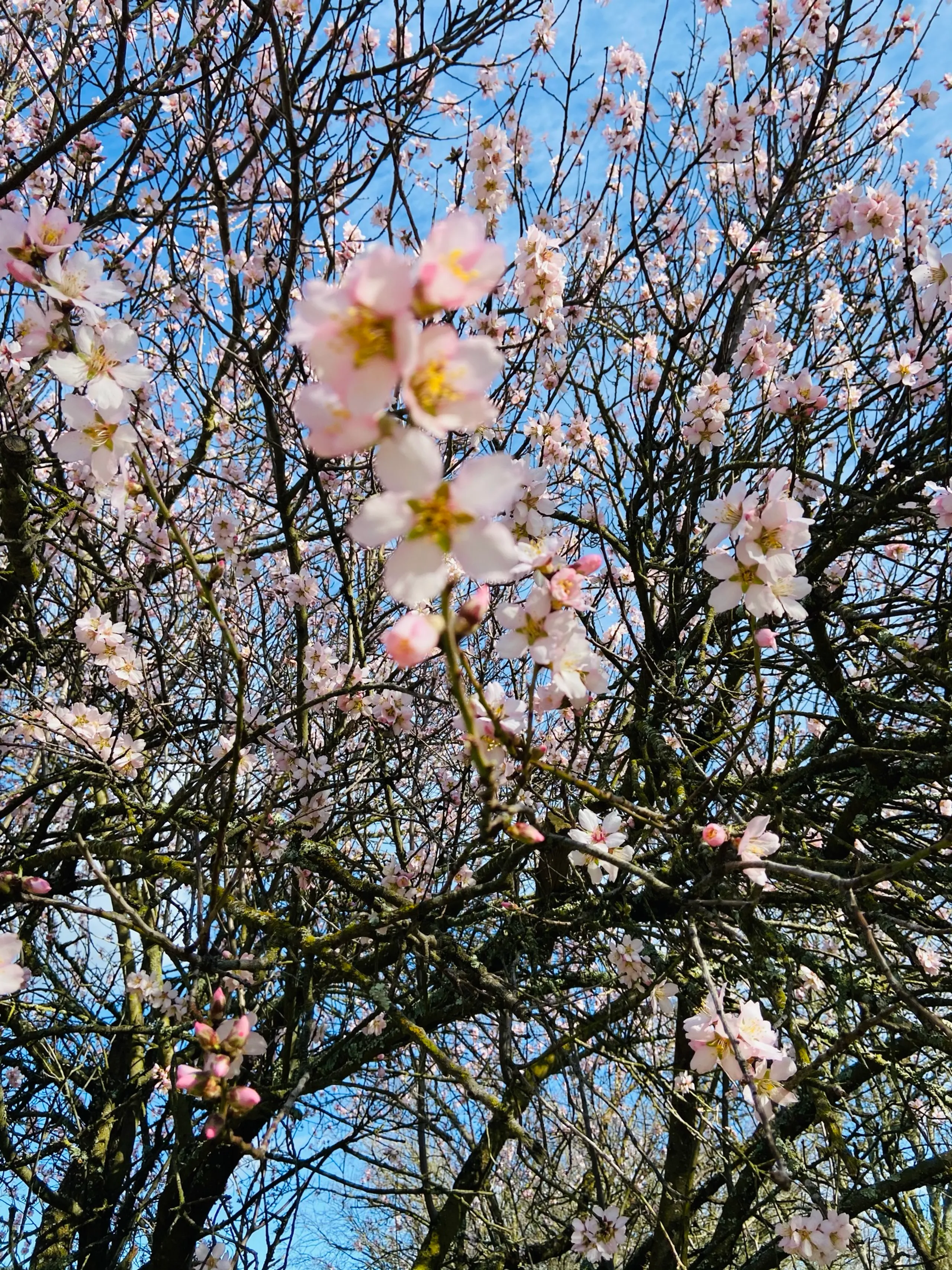 Zo.Rae.me - Buymeacoffee