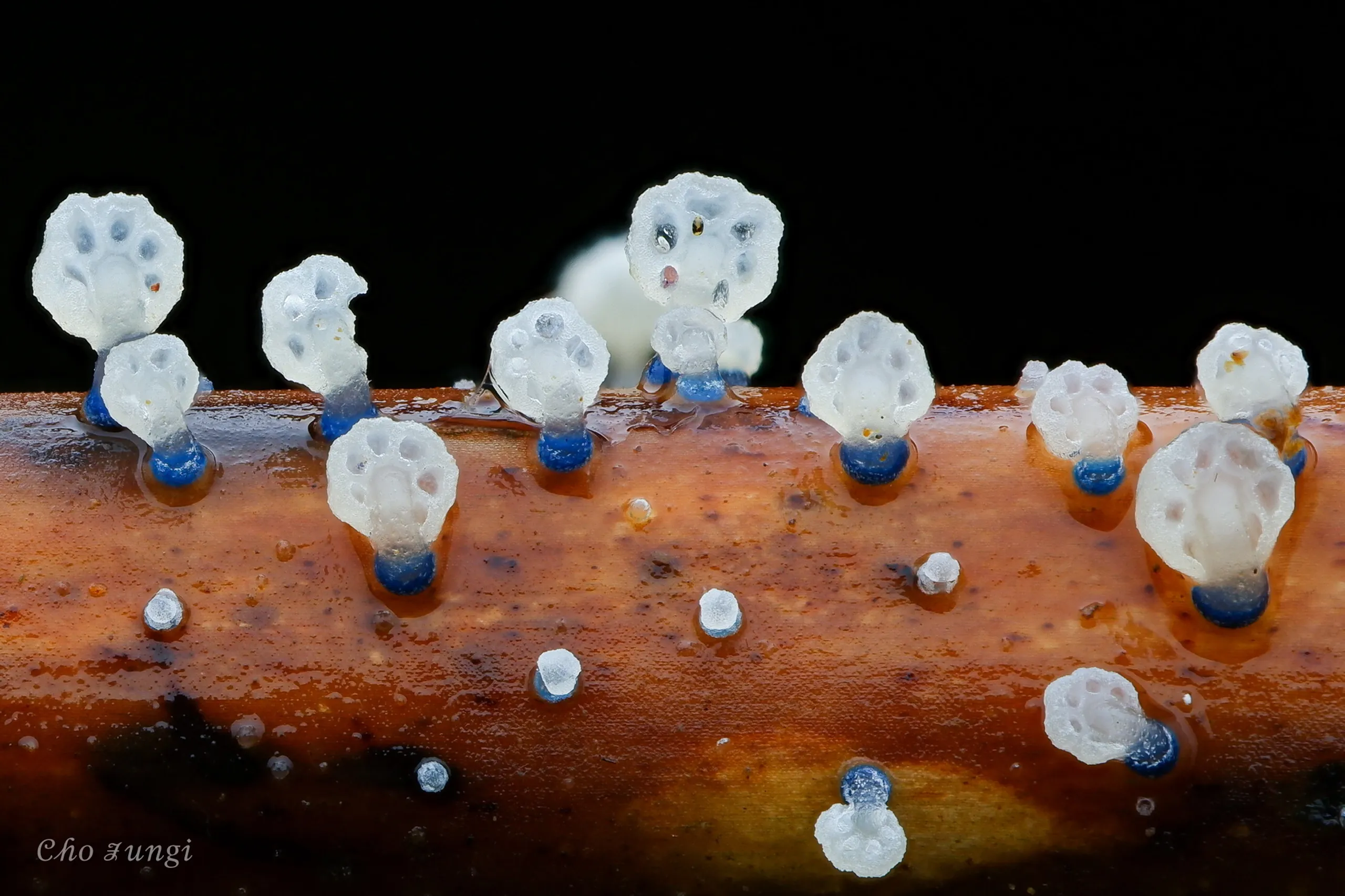 Cho Fungi is Fungi photographer - Buymeacoffee