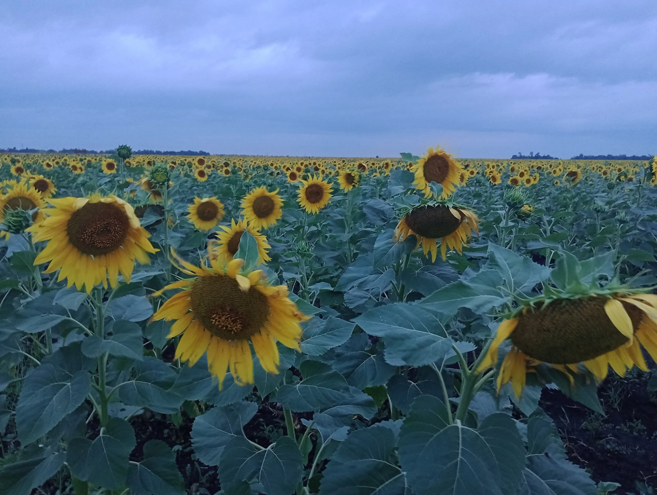 Defacto Humanity - April Huggett is Content from the Frontlines of ...