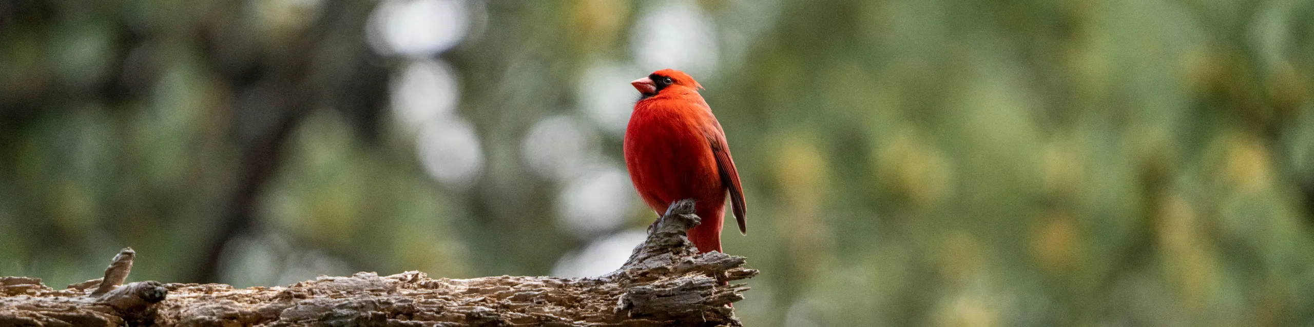 The Devious Monkey is Capturing moments everyday. - Buymeacoffee