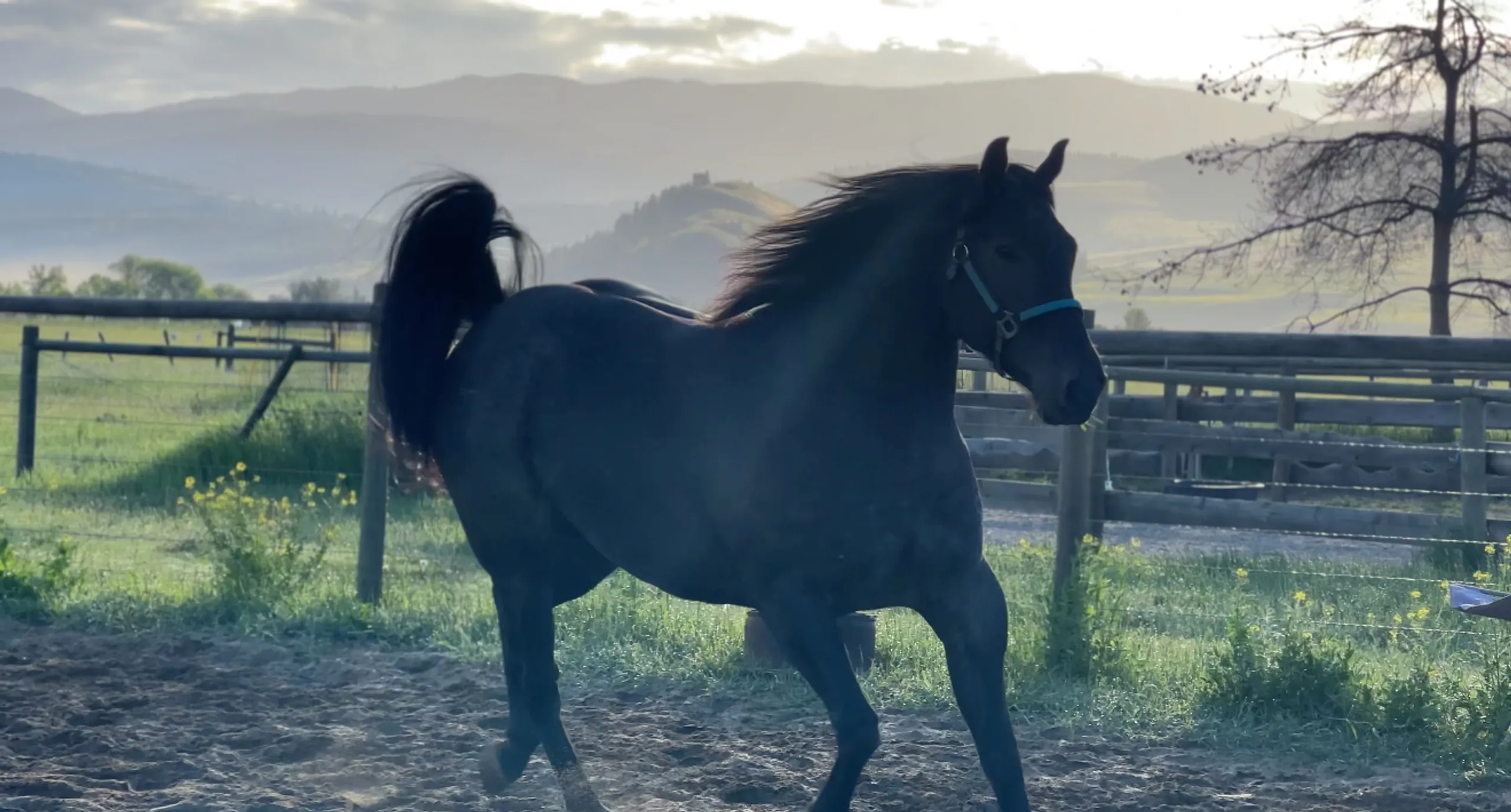 Rudnik the Roan - Buymeacoffee