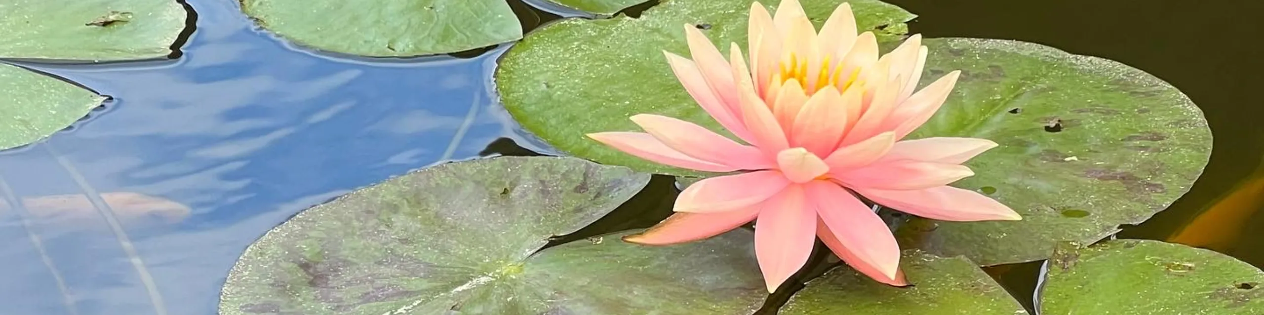 DeBORaH Demander is Tools for living your best life today! Podcasts ...