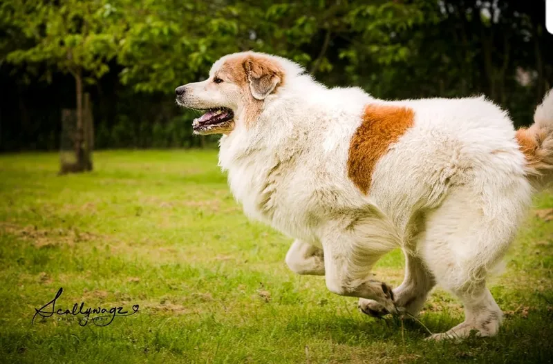 suttertondogpark is Daily life at Sutterton dog park. behind the scenes ...