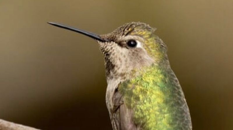 Membership | RIZZY - Buymeacoffee