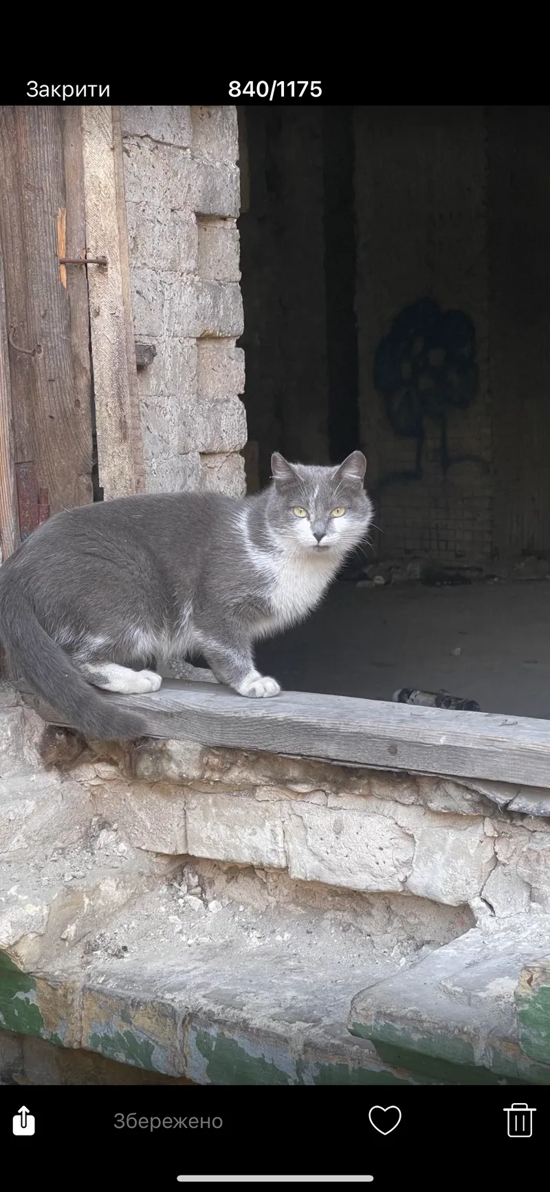 KYIV CAT CREW is We sterilize, rescue, heel, finding families, feed ...