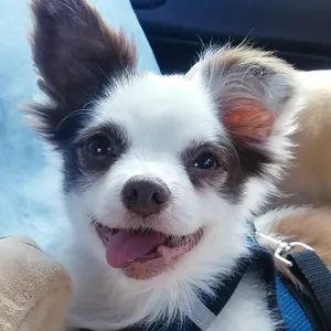 Charlie Boo is spreading wuv and helping Mama! 🐶 - Buymeacoffee