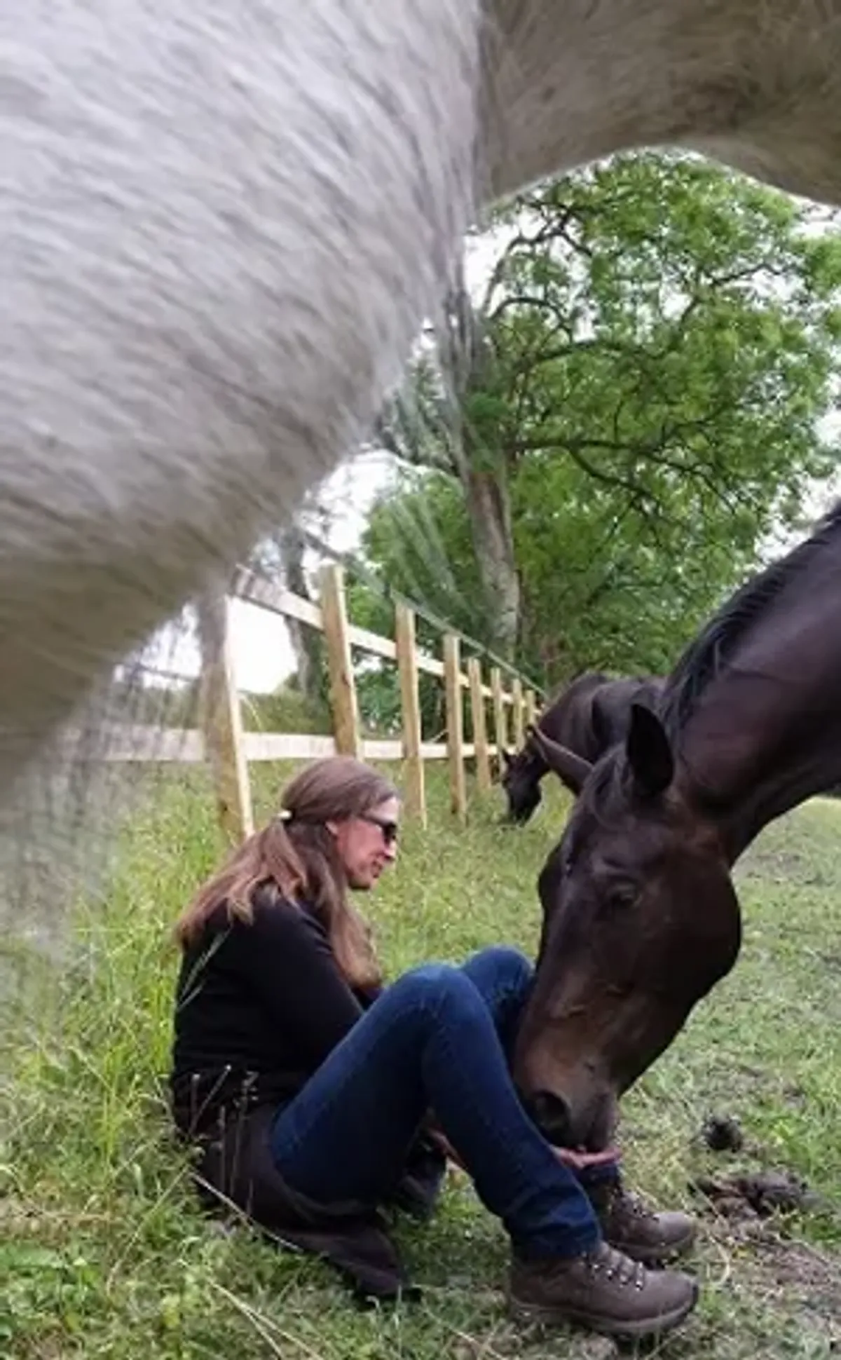 Excerpt from The Horse Leads the Way: 'Ch.1, An Eternal Love of Horses ...