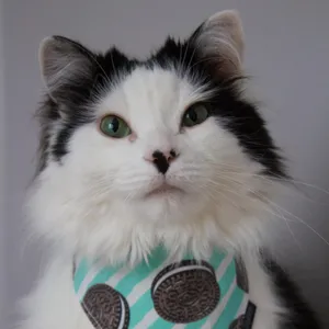 The Oreo Cat is Creating wholesome cat content. - Buymeacoffee