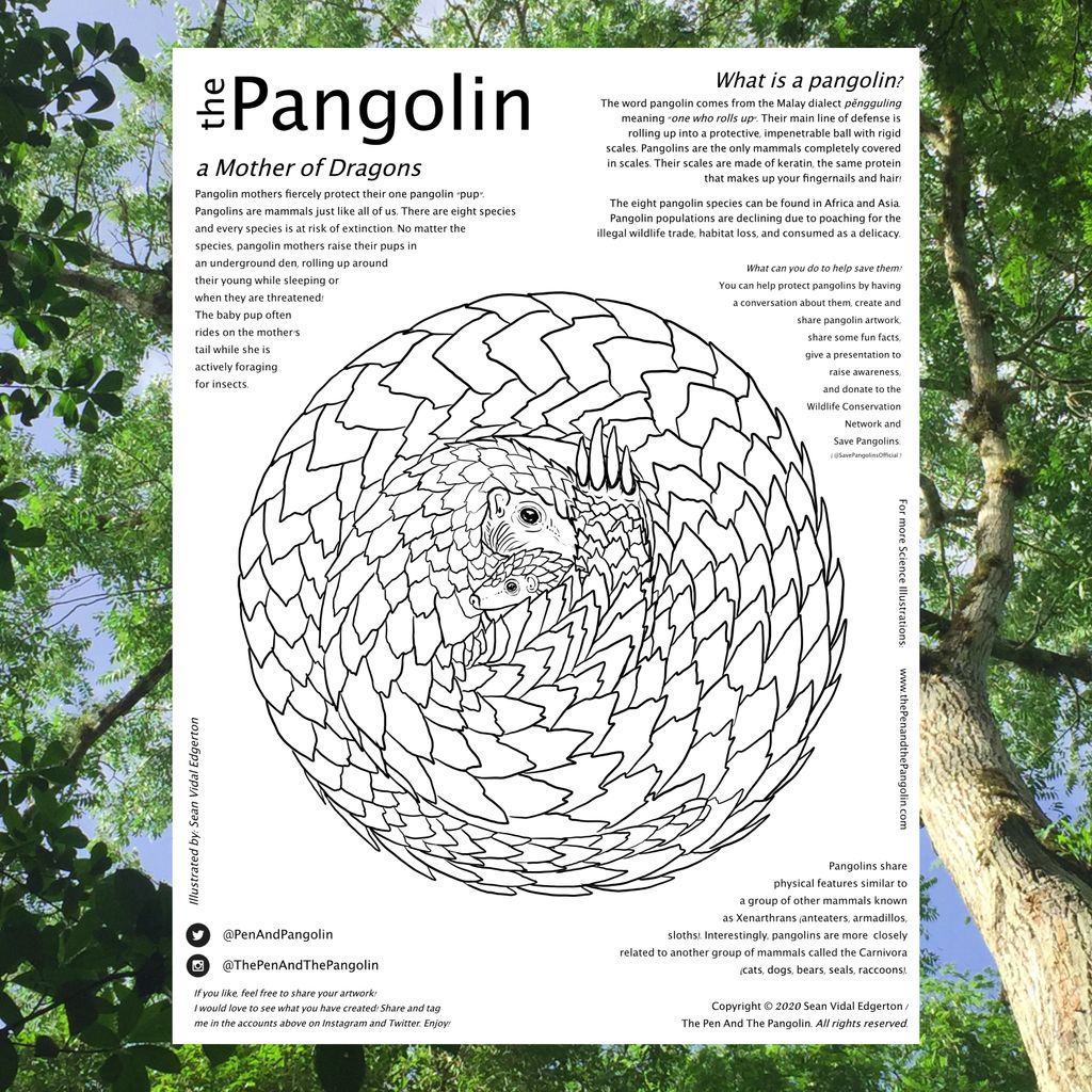 Giant Sequoia Coloring Page Now Available! — Sean Vidal Edgerton