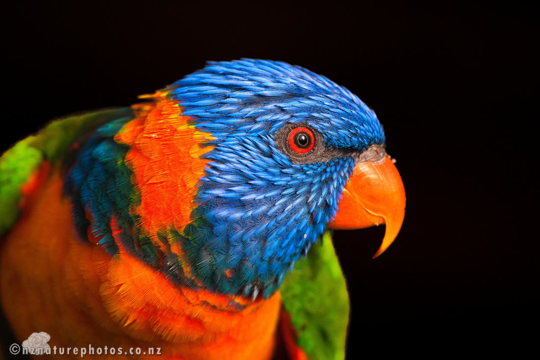 Red Collared Lorikeet — nznaturephotos