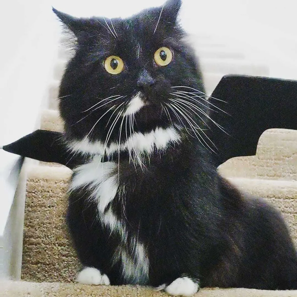 Batman The Munchkin Cat is Fluffy Munchkin Cuteness - Buymeacoffee