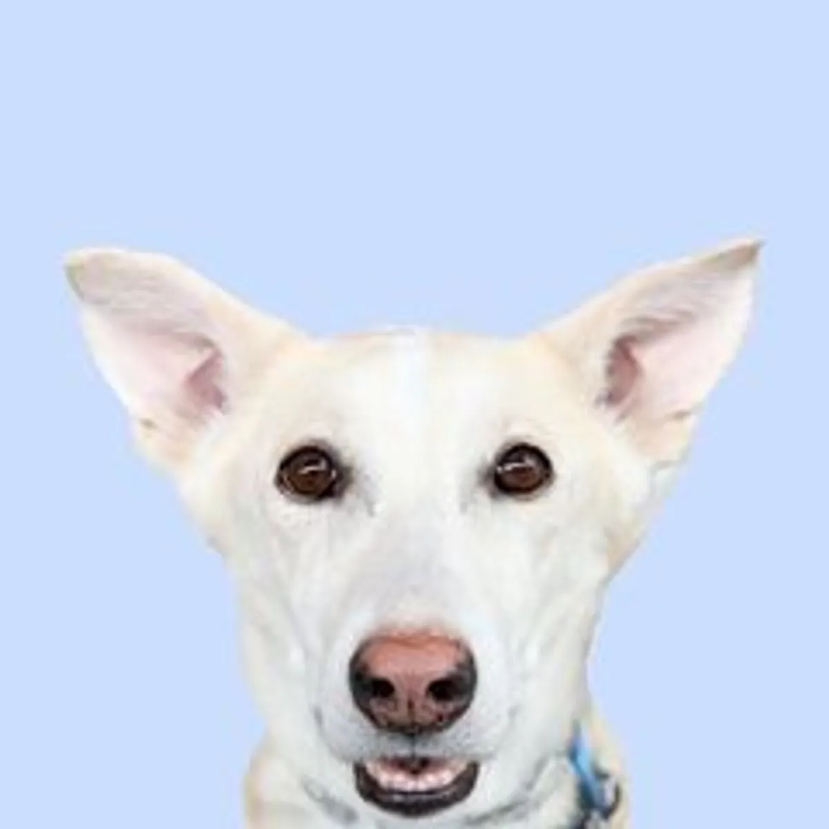 Falco The Dog is creating balanced dog training content with a focus on ...