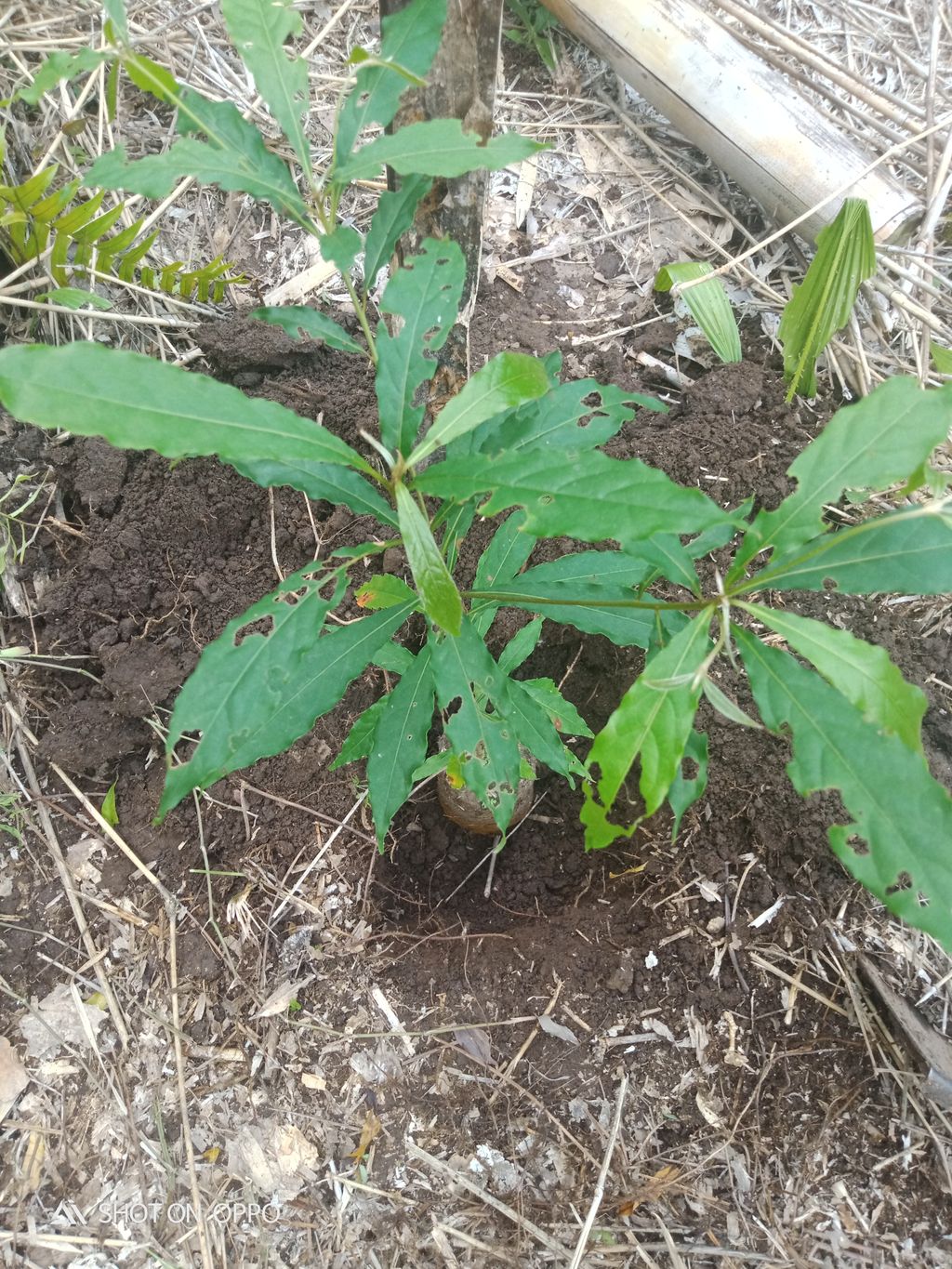 Hairy Leaf Apitong (Dipterocarpus alatus) — Borisprivatesanctum