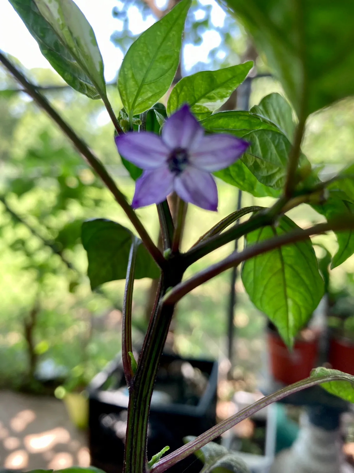 Geeknik Labs & Deep Fork Peppers is creating Python code, fuzzing 1s ...