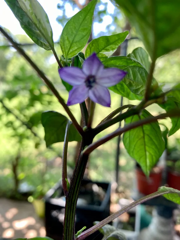 Geeknik Labs & Deep Fork Peppers is creating Python code, fuzzing 1s ...