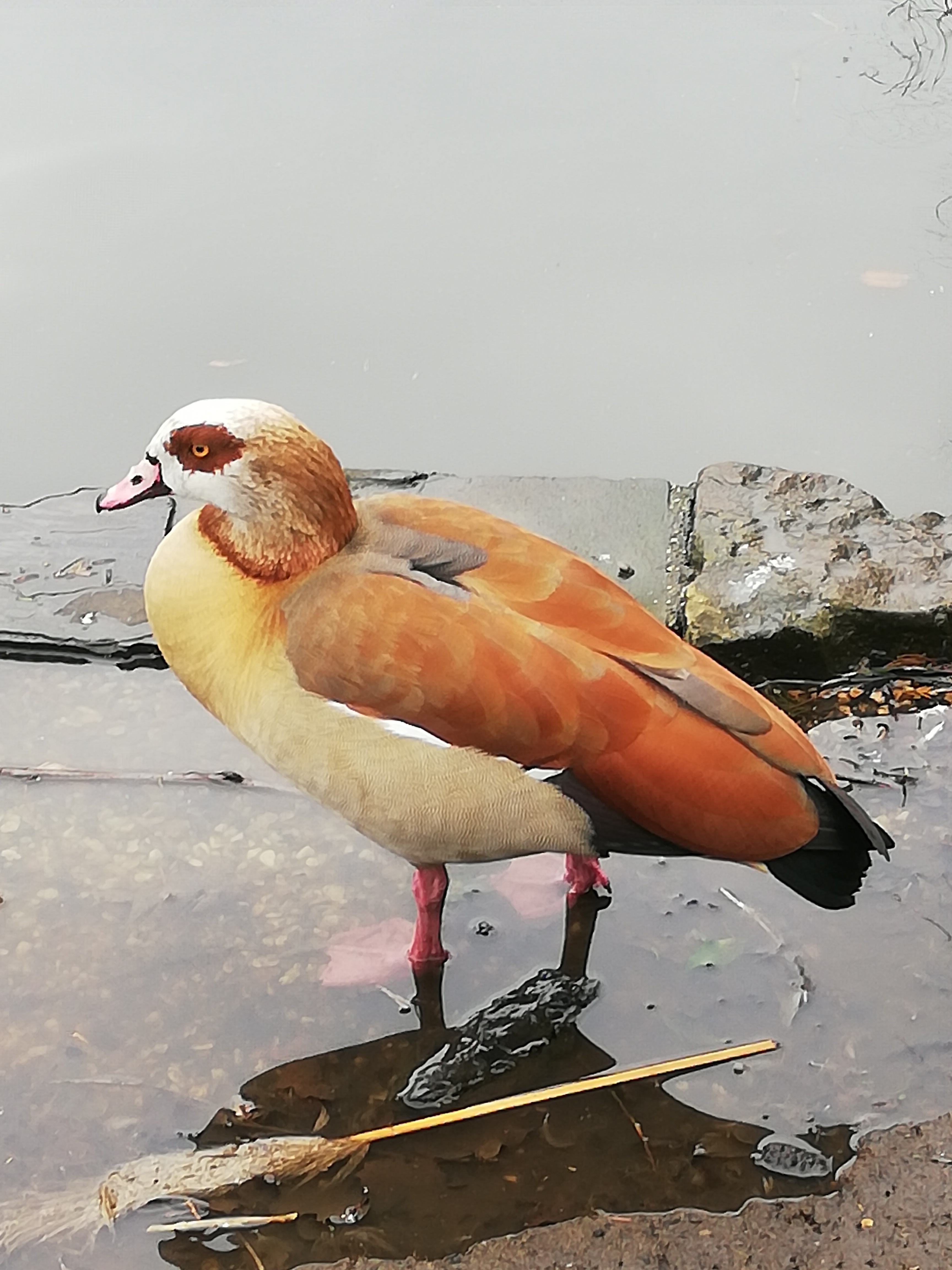 Water Birds Of The United Kingdom Alexbloodfire water-birds-of-the-united-kingdom-alexbloodfire