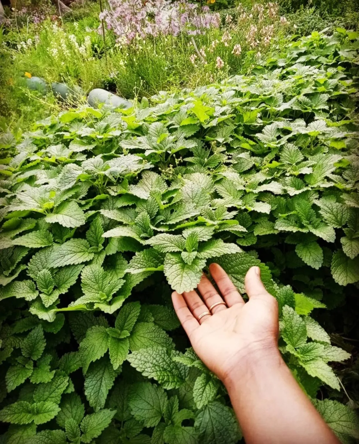 Chicory Botanicals (Nikki Minor) is 🌿 Accessible Herbalism • Zines ...