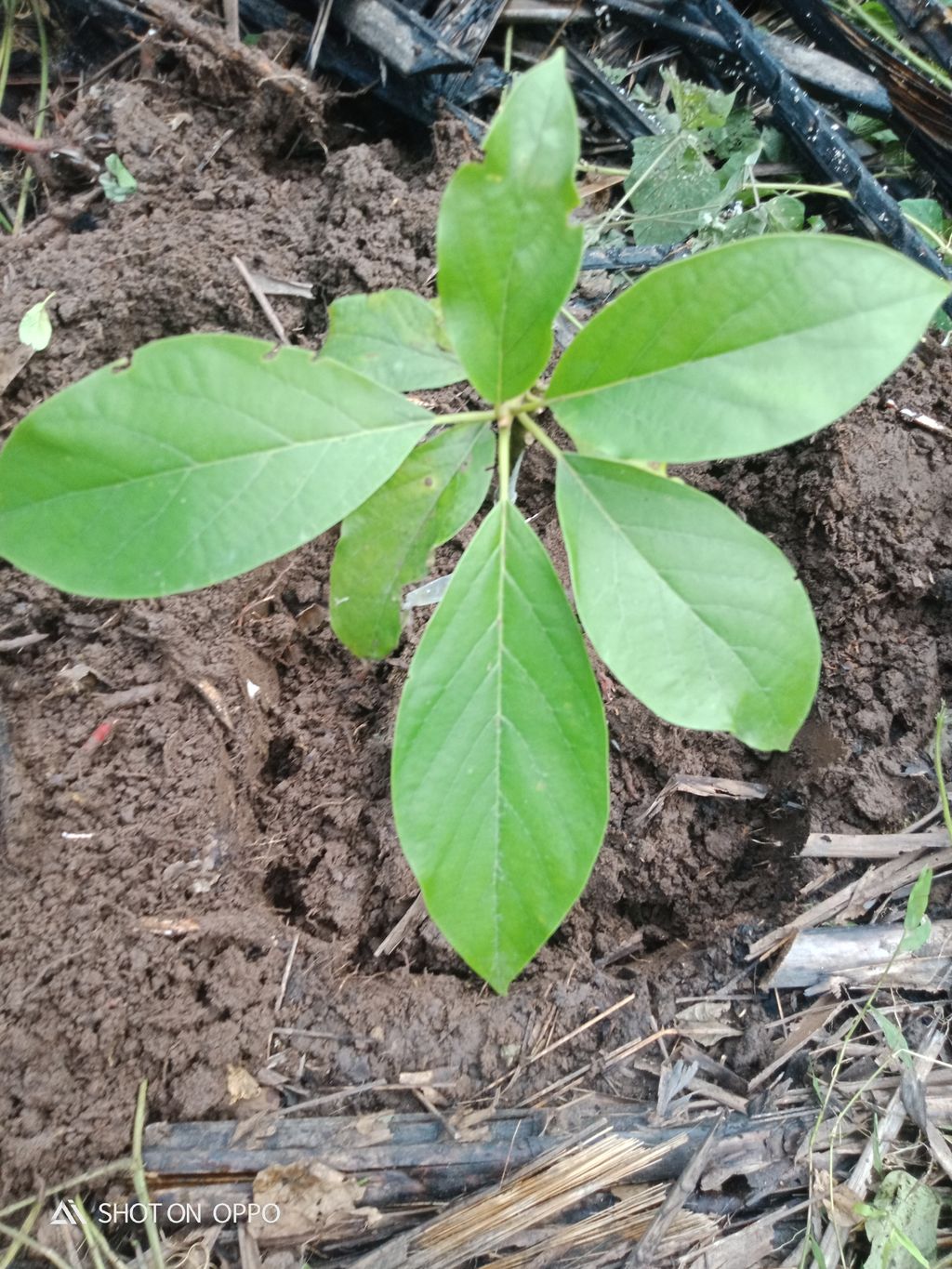 Alagaw (Premna odorata) — Borisprivatesanctum