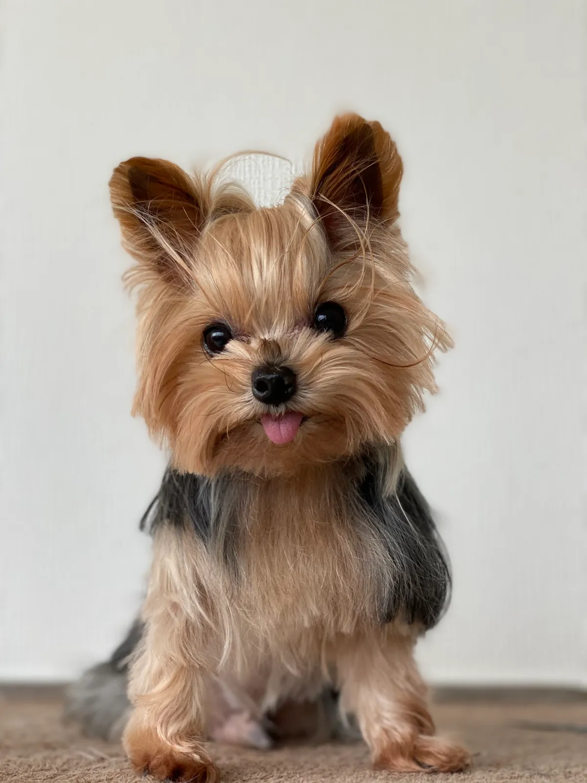 Peanut.yorkie is Creating funny and cute videos to make you smile one ...