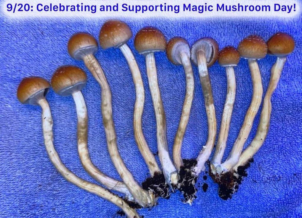 Overlay and Stroma in Mushroom Cultivation — Shroomok