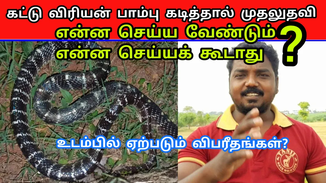 Common krait Bite — Snake saga