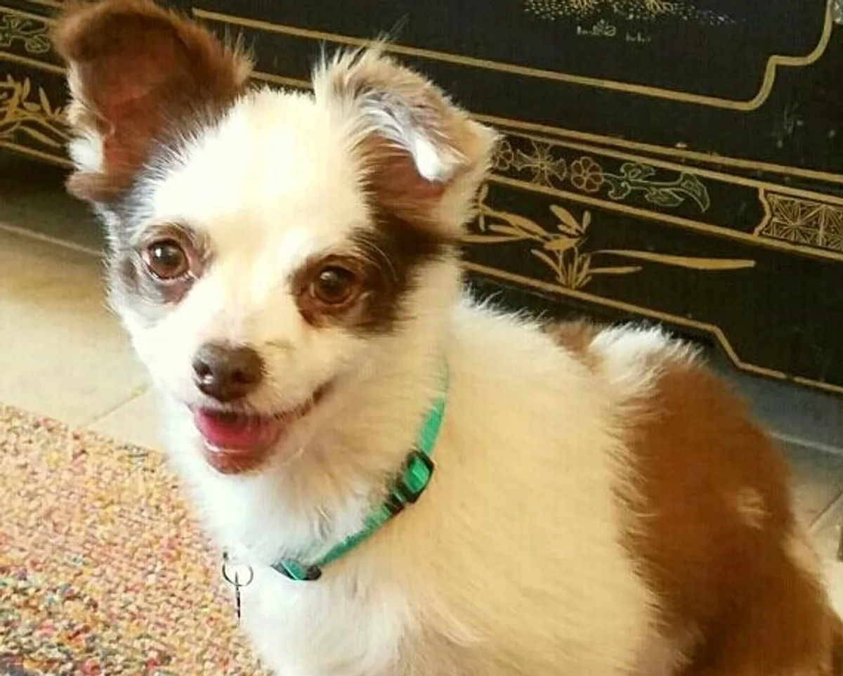 Charlie Boo is spreading wuv and helping Mama! 🐶 - Buymeacoffee