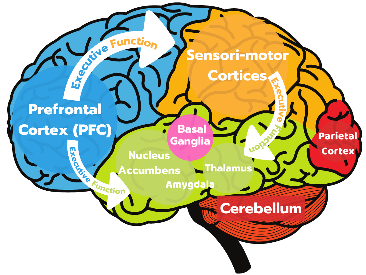 How Executive Dysfunction Impacts Daily Life — Jillian Enright ...