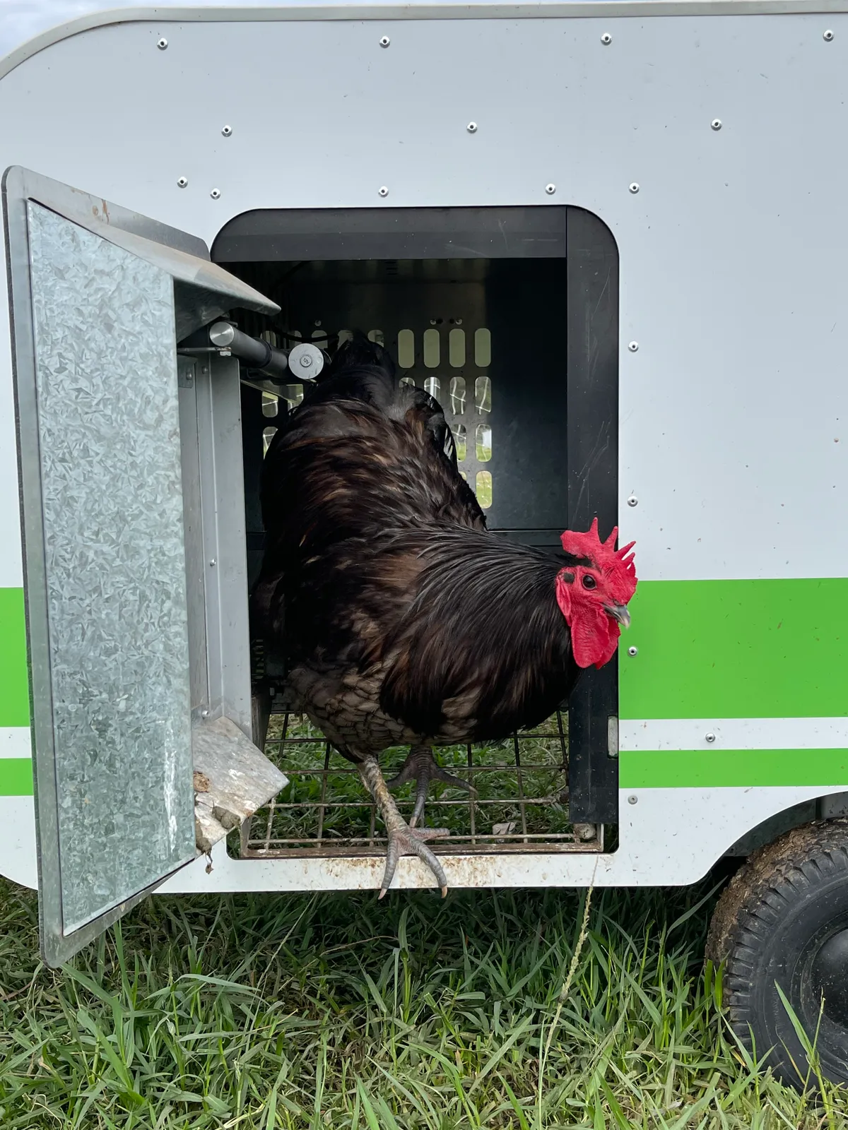 Chicken Caravan Documentary — Martys Garden