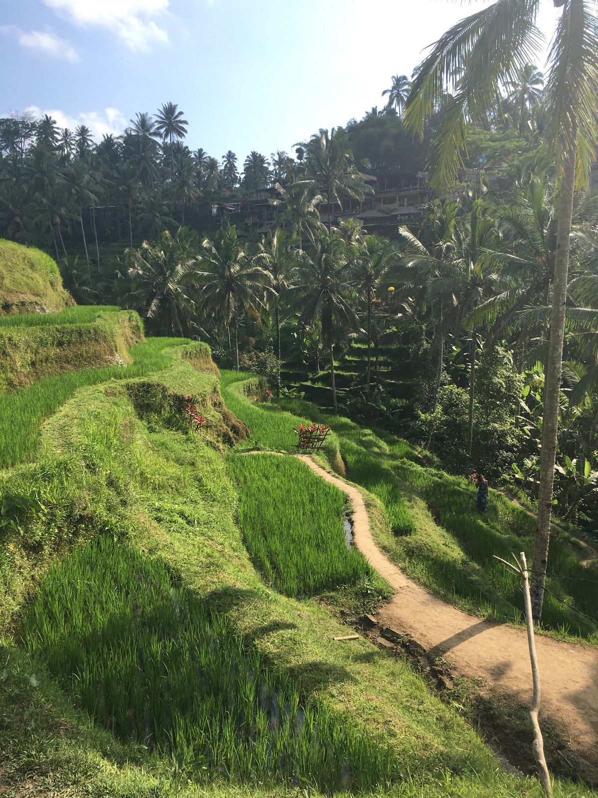 Rice Fields Indonesia — KellyC - Buymeacoffee
