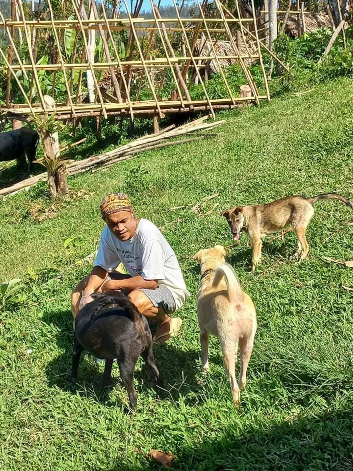 Sanctuary Developments Street Dog Sanctuary sanctuary-developments-street-dog-sanctuary