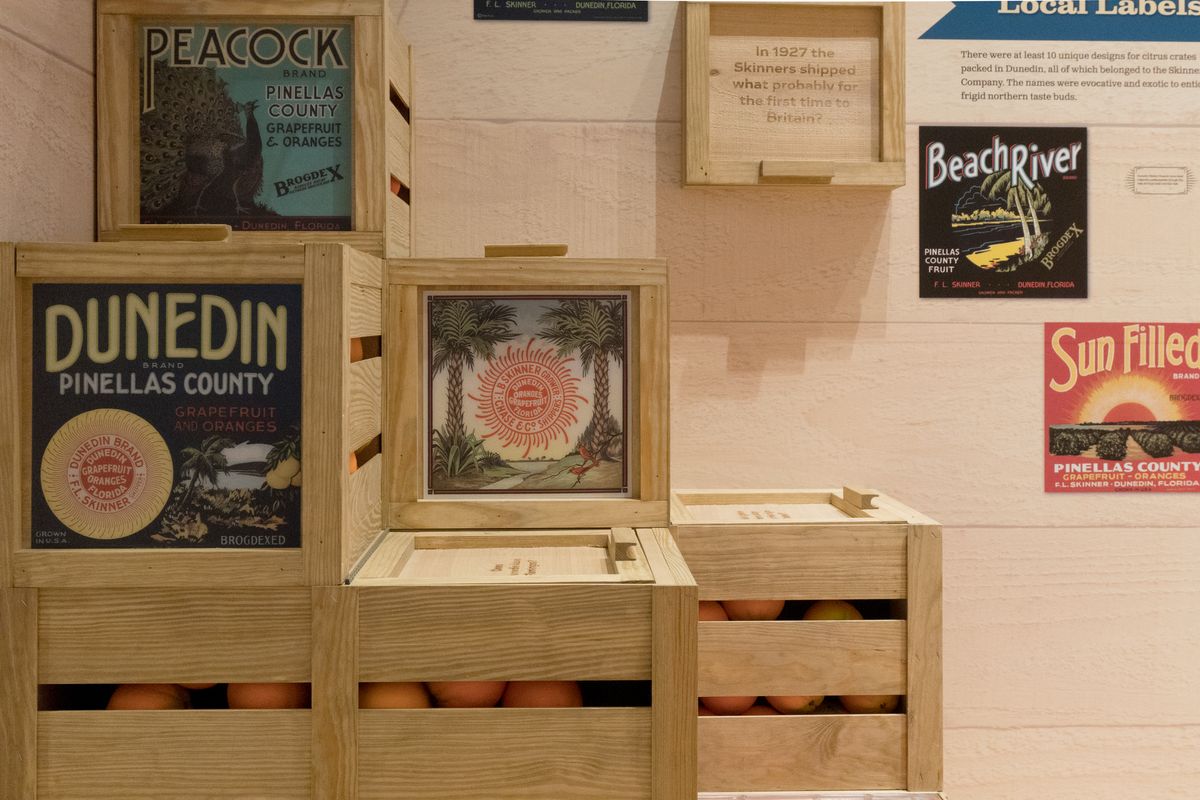 The History of Dunedin Oranges — May Turner - Buymeacoffee