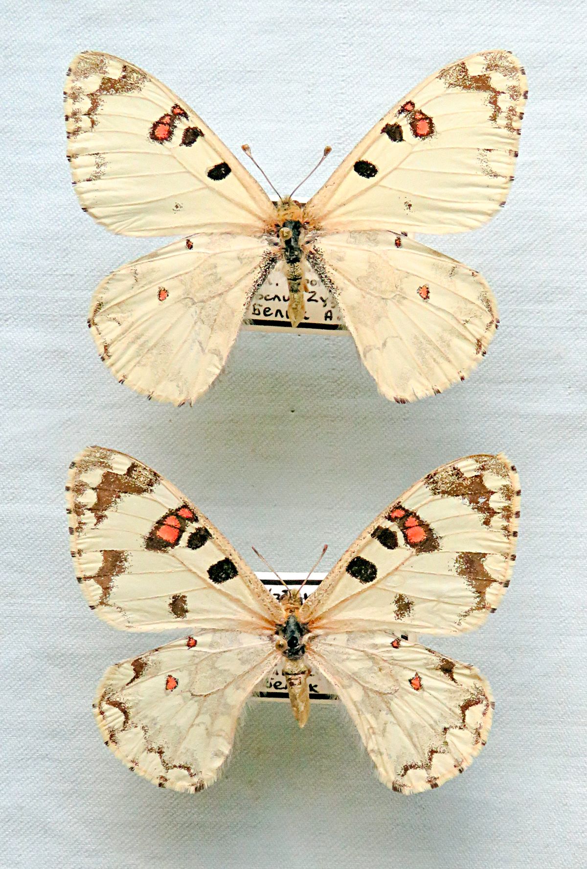 Hypermnestra helios maxima, pair — Alexei Belik - Buymeacoffee