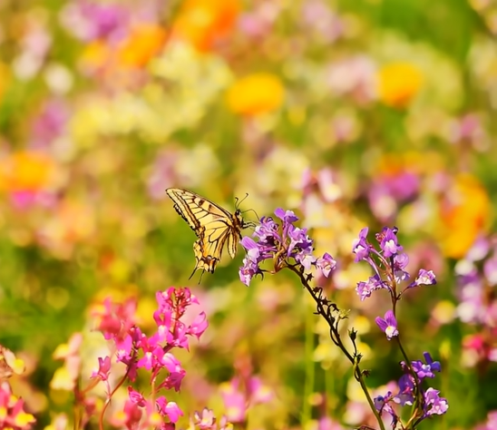 Fleurs d'abondance — Claude Gélinas