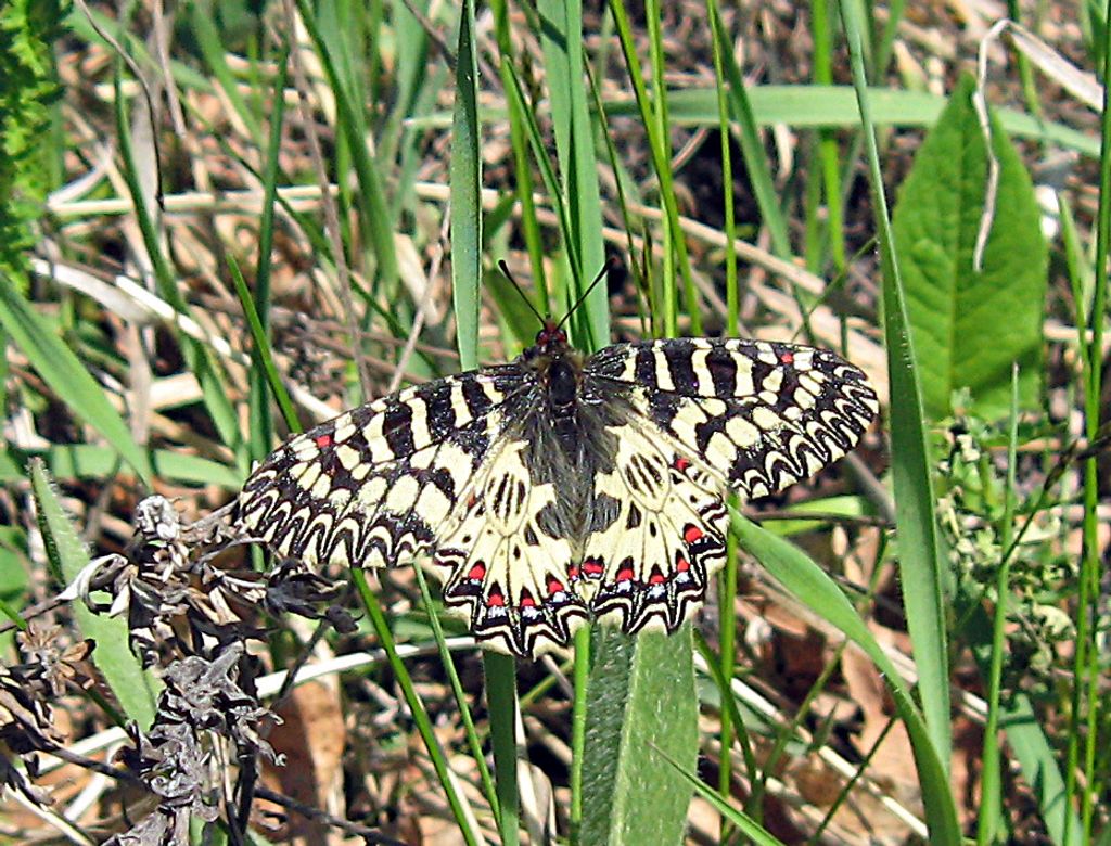 Parnassius delphius menander, male — Alexei Belik