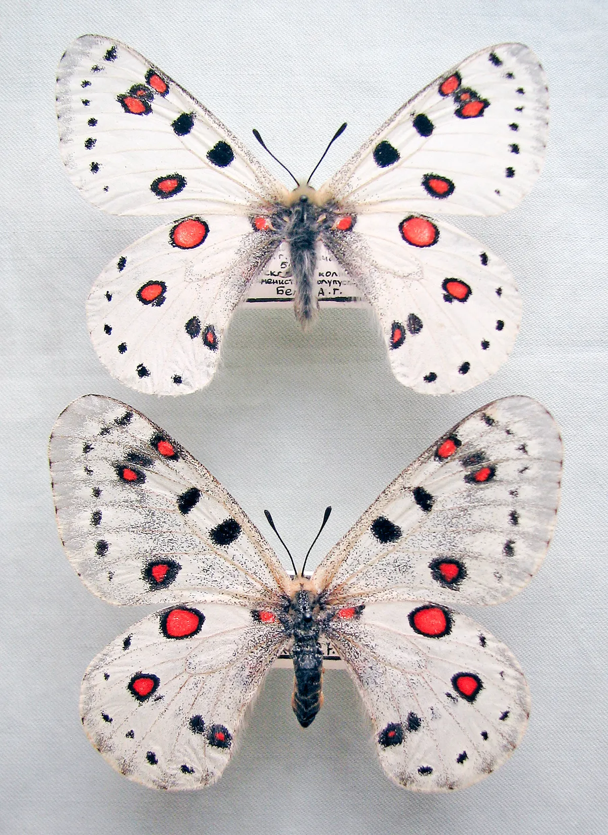 Parnassius apollonius aphrodite pair, from my collection. — Alexei Belik
