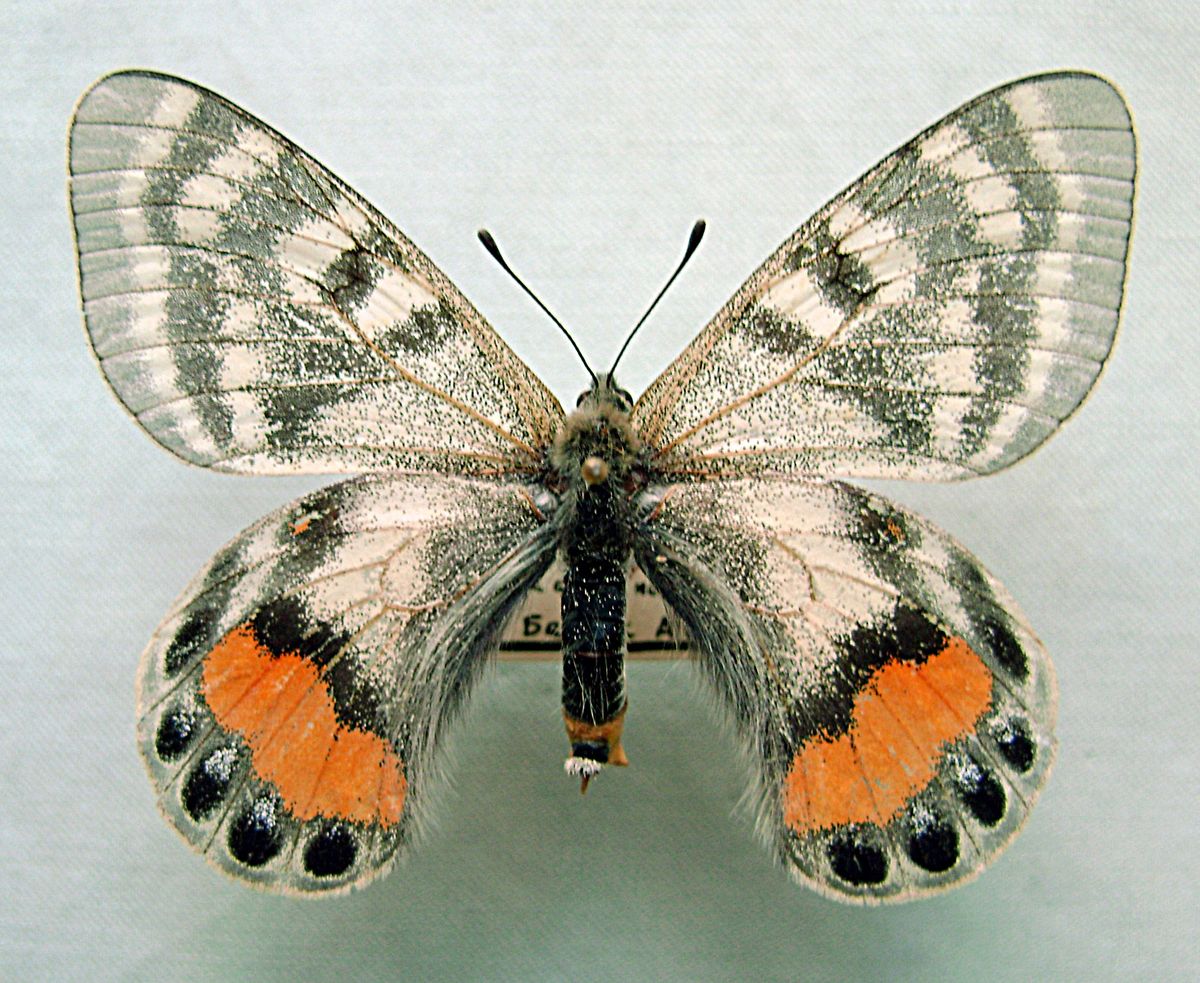 Parnassius autocrator, female — Alexei Belik - Buymeacoffee