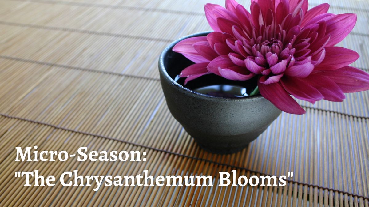 Micro-Season: "The Chrysanthemum Blooms" — Mark Scott - Buymeacoffee
