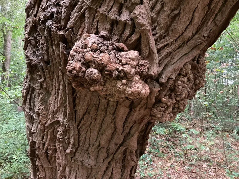 Bootstrap Bill — Daphne Mutter